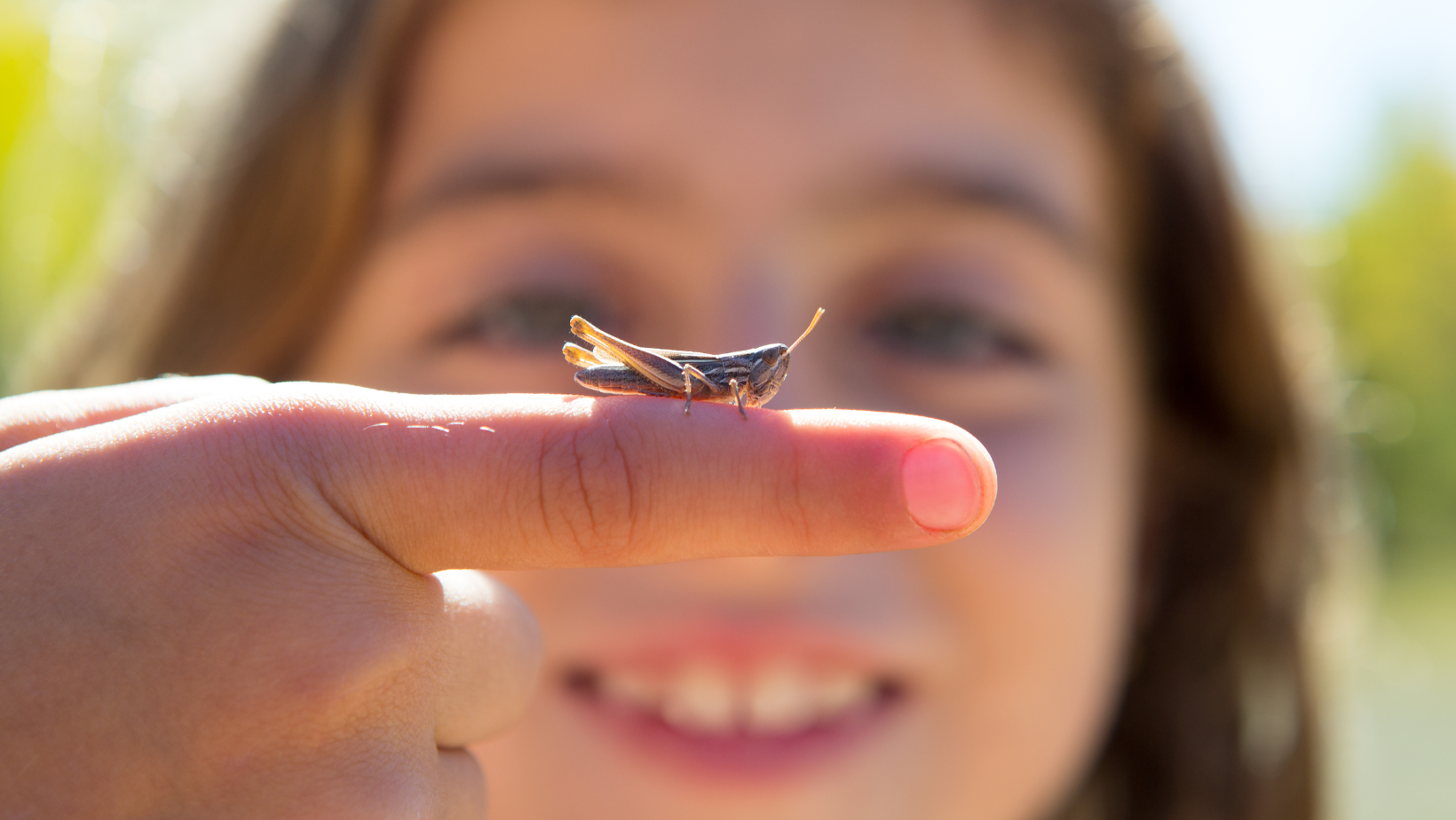 5 libros infantiles sobre insectos en inglés - La Casita de Inglés